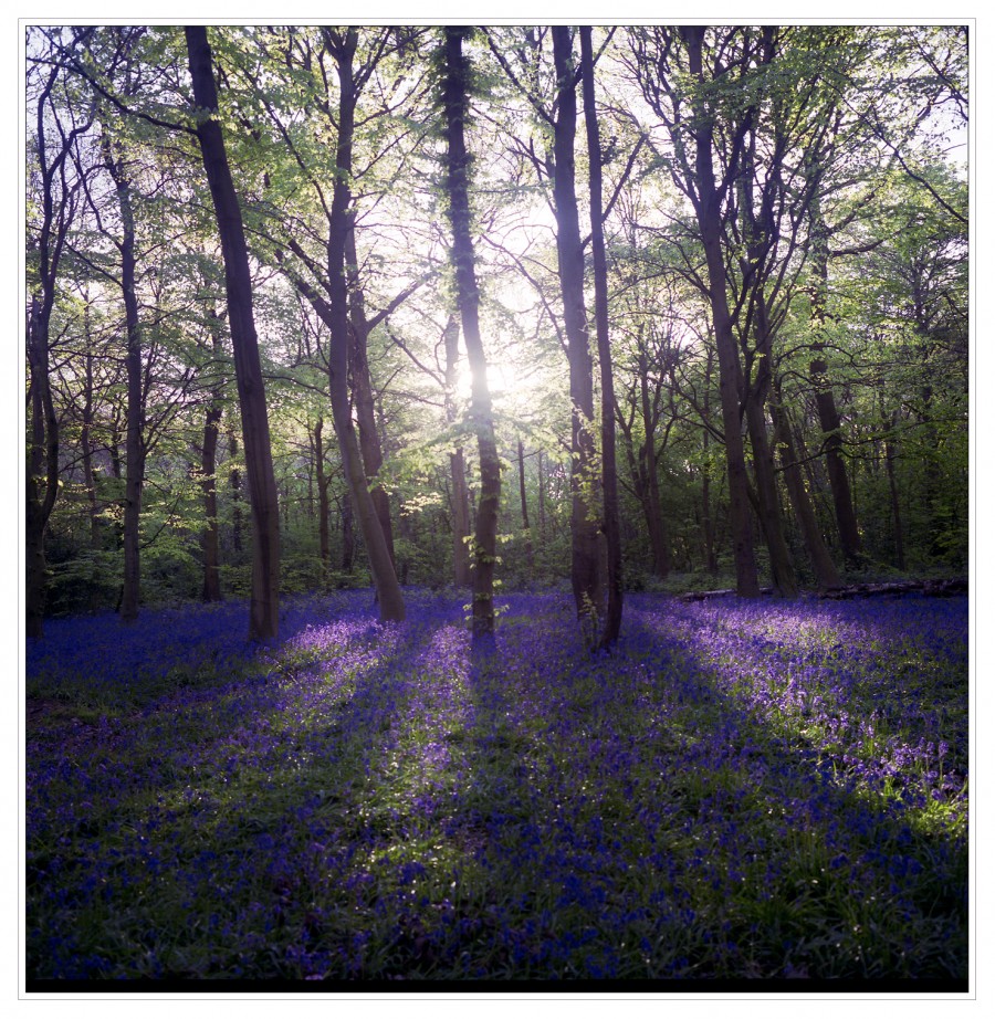 A Farewell to the Month of May, Bluebells and my Rolleiflex by Ibraar ...