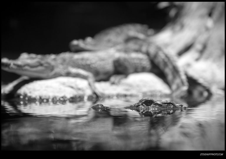 Four days and 20 shots with the Fuji XT2. By Steve Huff | Steve Huff Hi ...