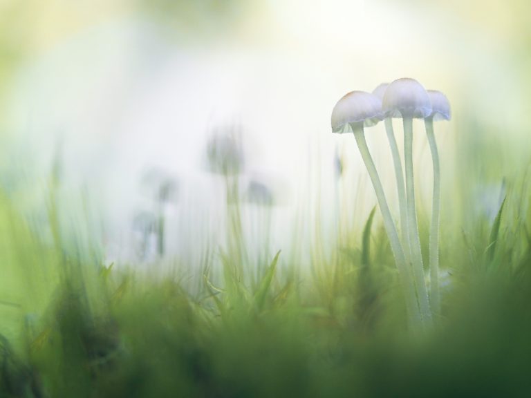 How to use Focus Stacking and Bracketing with Olympus Micro 4/3 Cameras ...