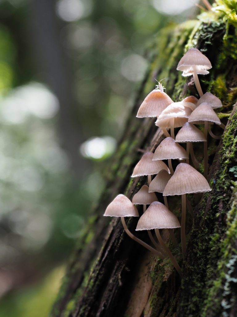 How to use Focus Stacking and Bracketing with Olympus Micro 4/3 Cameras ...