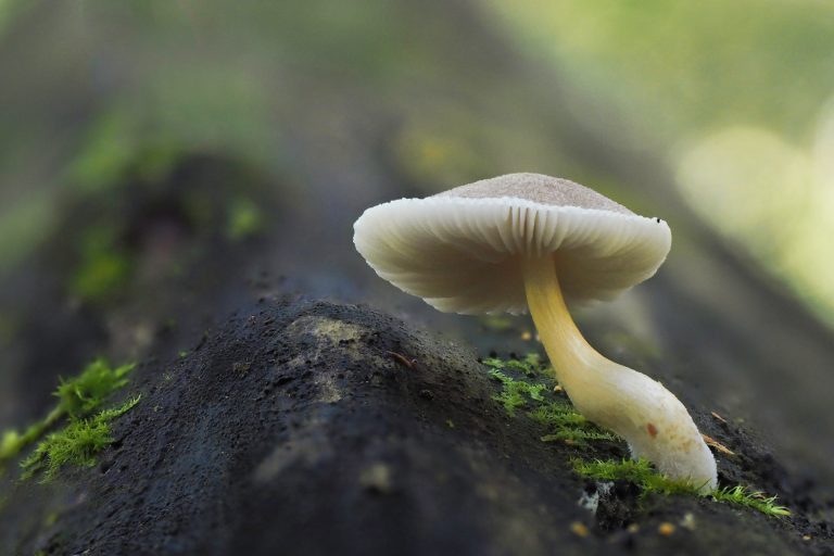 How to use Focus Stacking and Bracketing with Olympus Micro 4/3 Cameras ...