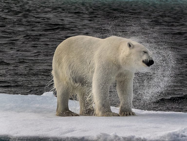 TIPS: Working in Cold Weather with your Digital Camera by Jay Dickman ...