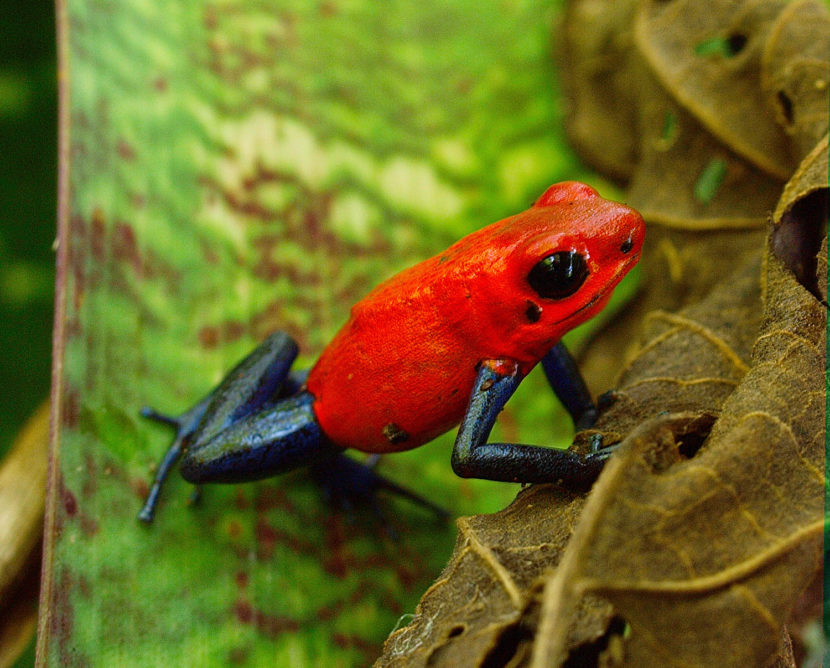 Rivet Refuge. The Frogs of Costa Rica By Bruce Bradford Jones | Steve ...