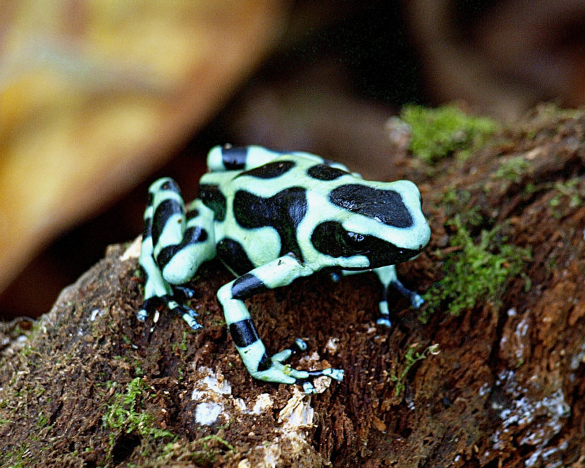 Rivet Refuge. The Frogs of Costa Rica By Bruce Bradford Jones | Steve ...