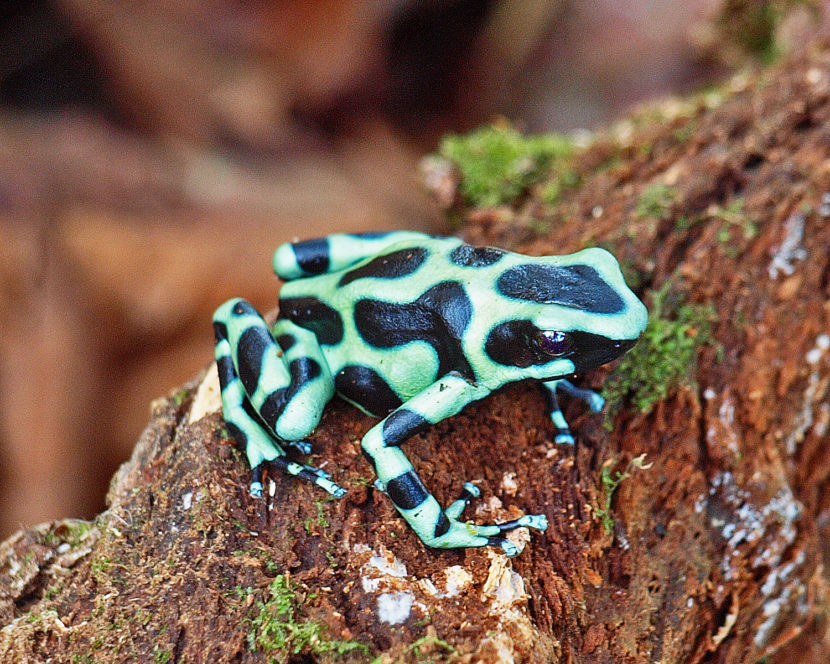 Rivet Refuge. The Frogs of Costa Rica By Bruce Bradford Jones | Steve ...