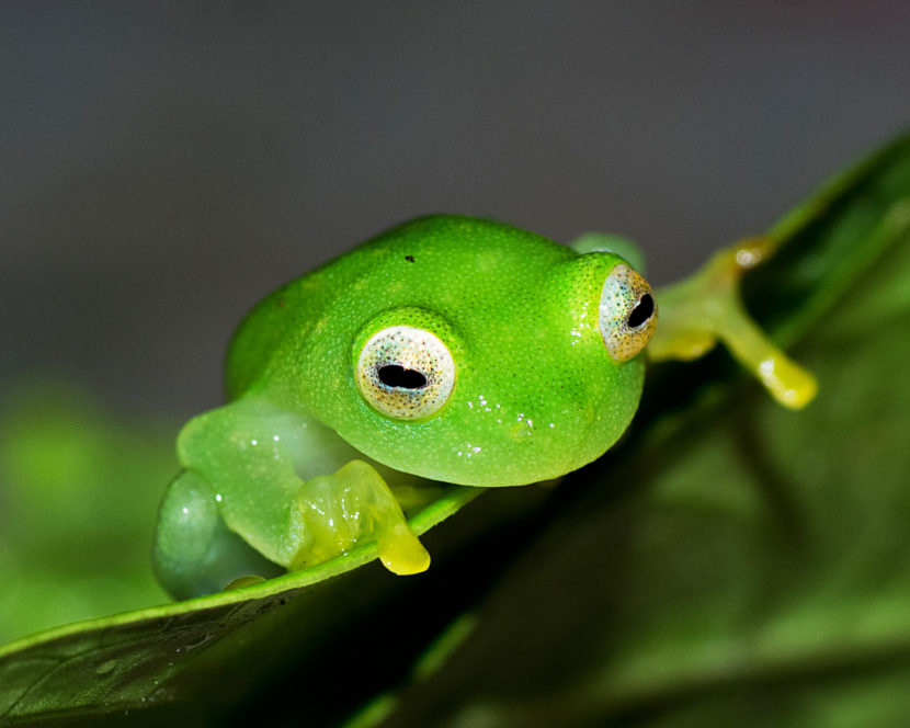 Rivet Refuge. The Frogs of Costa Rica By Bruce Bradford Jones | Steve ...