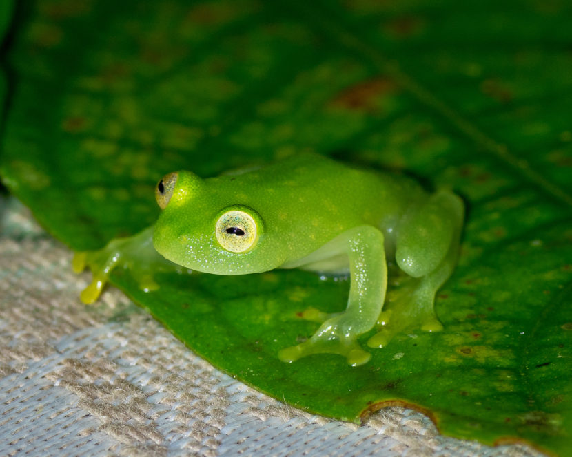 Rivet Refuge. The Frogs of Costa Rica By Bruce Bradford Jones | Steve ...