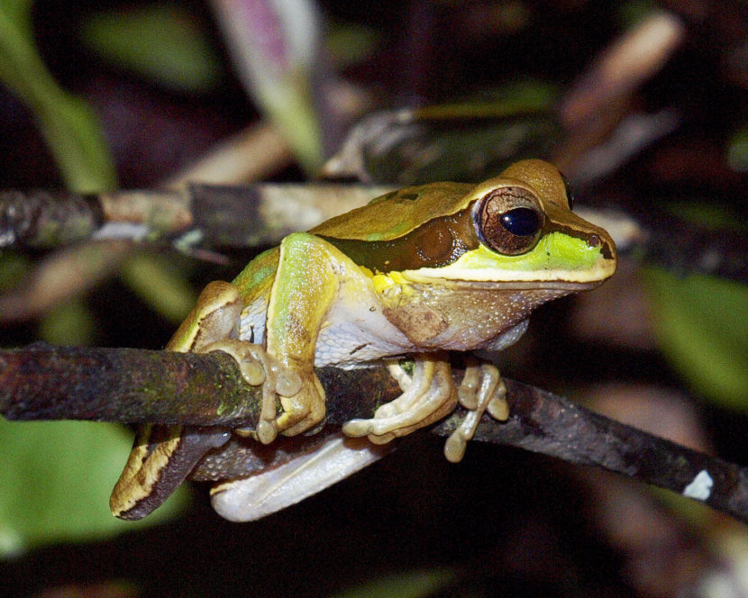Rivet Refuge. The Frogs of Costa Rica By Bruce Bradford Jones | Steve ...