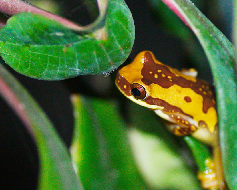 Rivet Refuge. The Frogs of Costa Rica By Bruce Bradford Jones | Steve ...