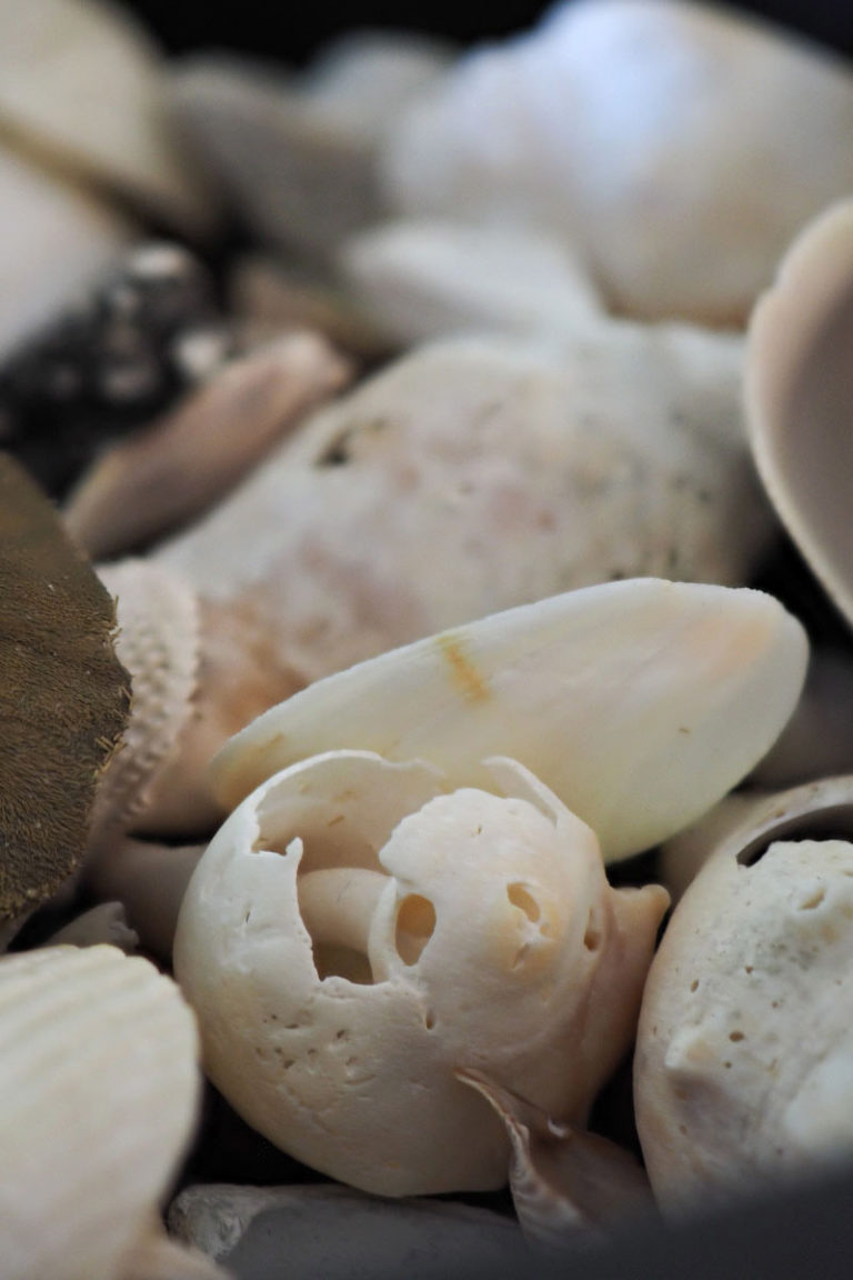 Focus Stacking with the Olympus EM1 MKII and 30mm f/3.5 by Tim Bradbury ...