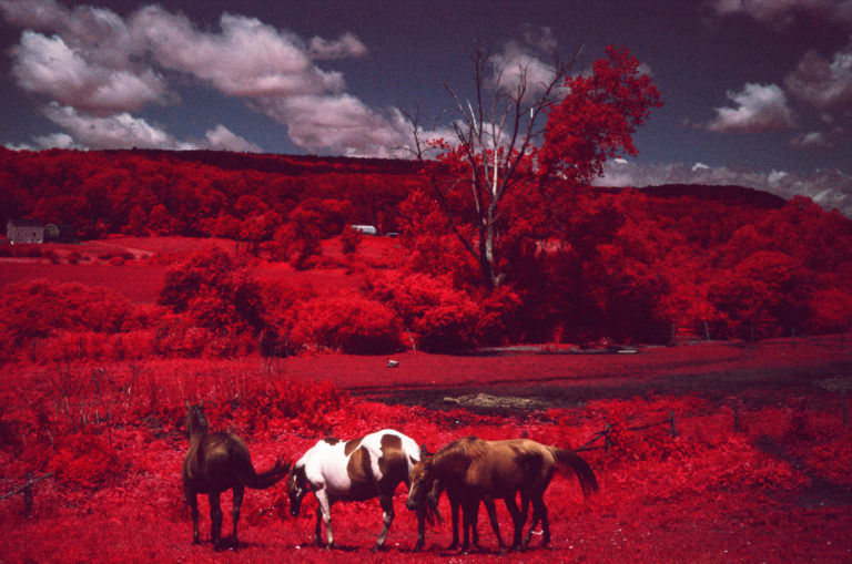 Experimenting with Kodak Aerochrome Color Infrared Film By Alexandra ...