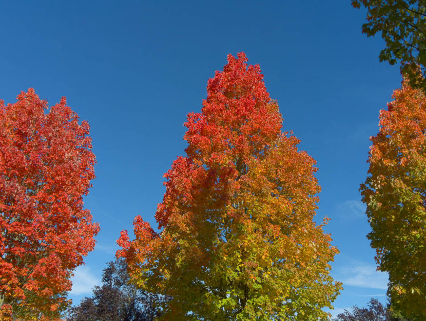 USER REPORT: The Light L16 Camera, Week One (and a bit) By Harry ...