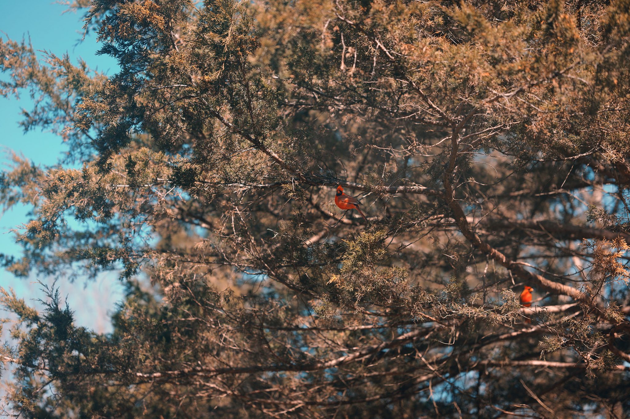 The Sigma fpL Review. Amazing color and capabilities. FULL Video Review ...