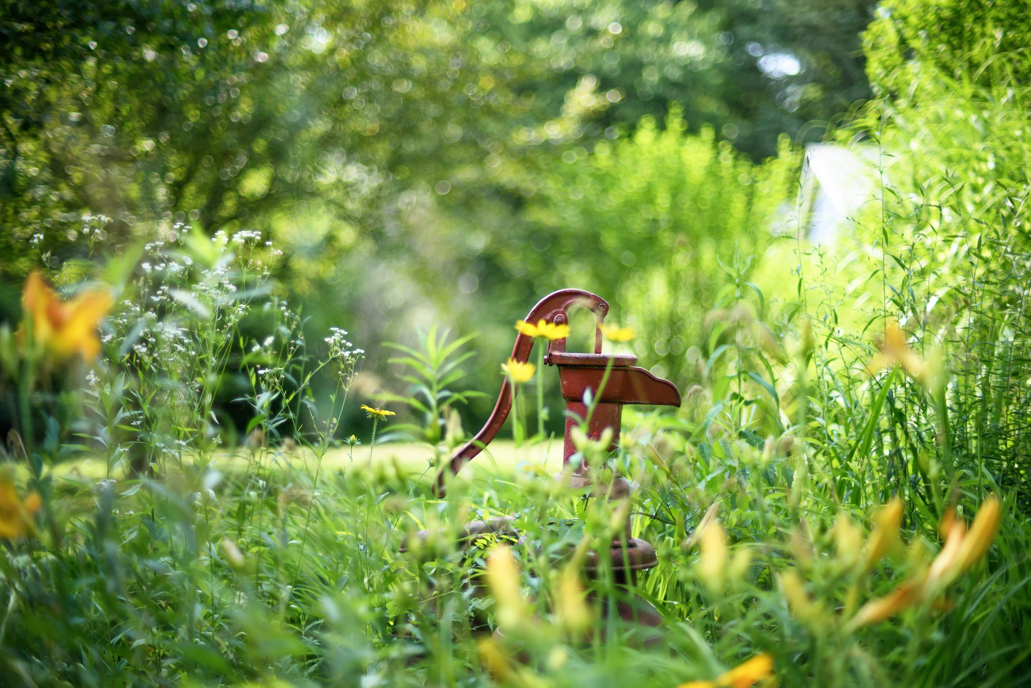 How the Nikon Z8 brought me back to Nikon. A Review.