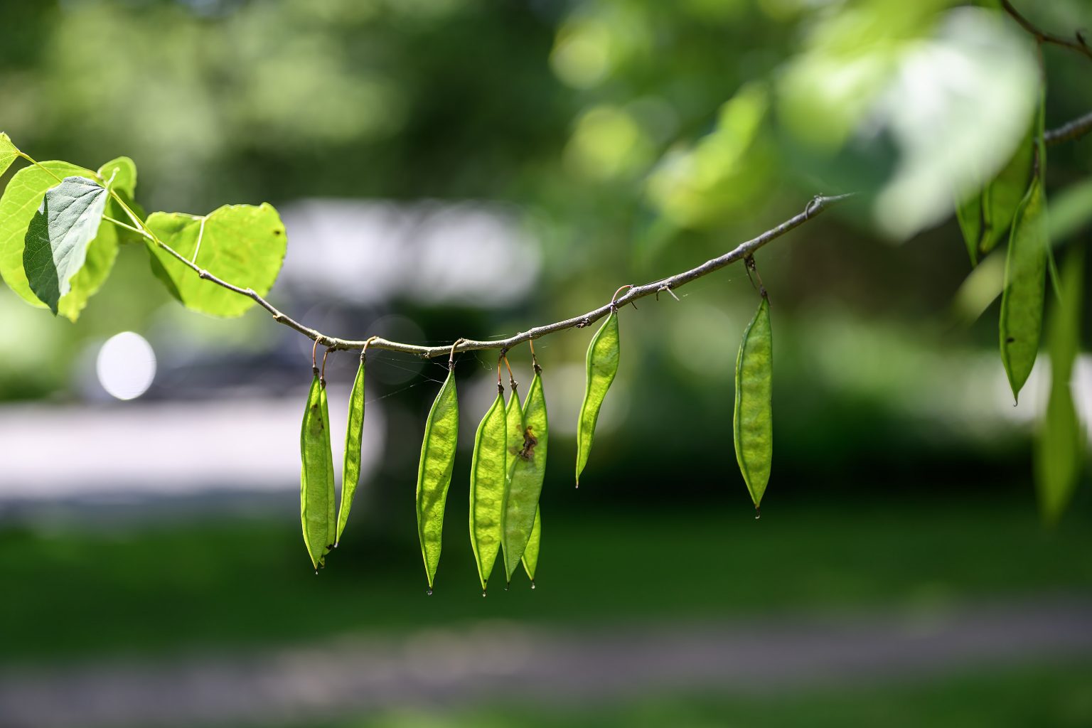 How the Nikon Z8 brought me back to Nikon. A Review.